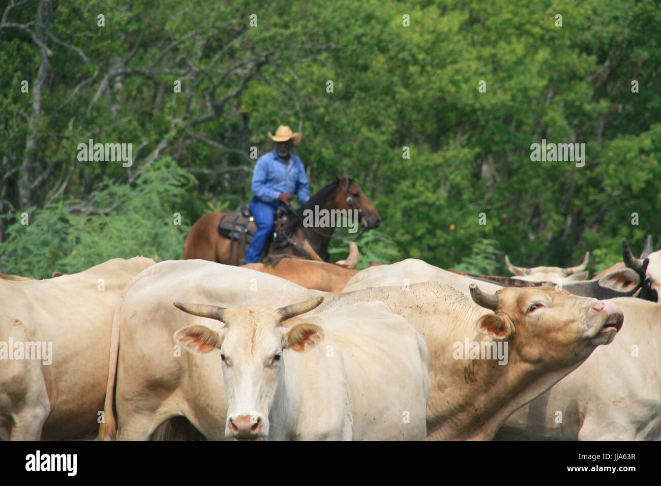 Houston, USA. 15th July, 2017. A rancher herds his cattle in Hitchcock ...
