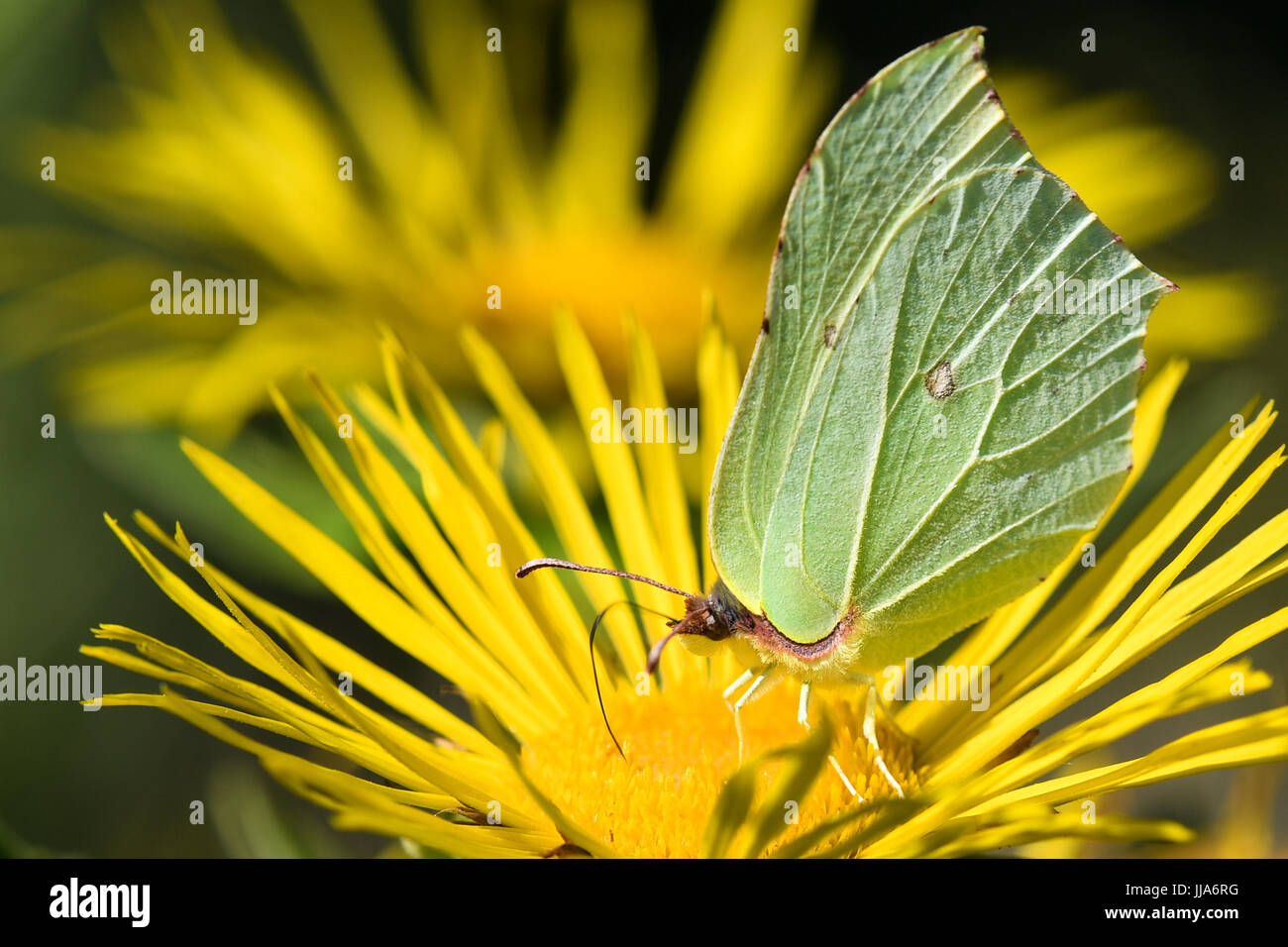 Wolfegg, Germany. 18th July, 2017. A brimstone butterfly sits on an ...