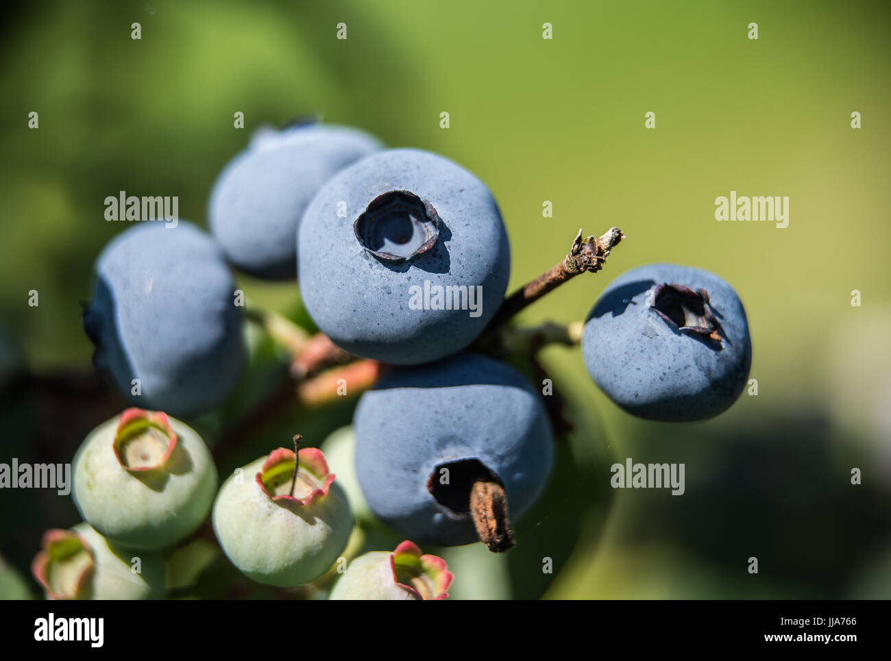Wedemark, Germany. 18th July, 2017. Ripe blueberries, photographed at a ...