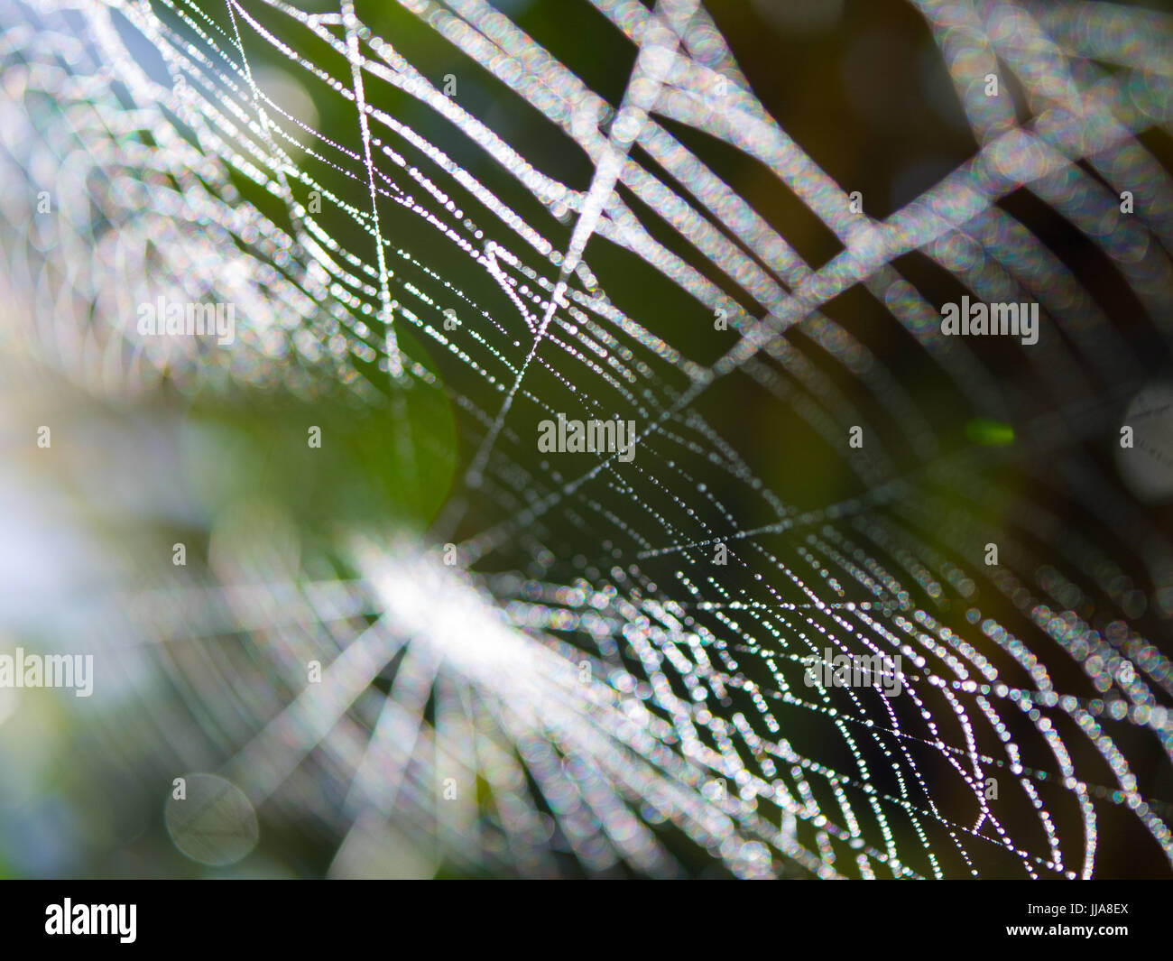 Dewy spider web hi-res stock photography and images - Alamy