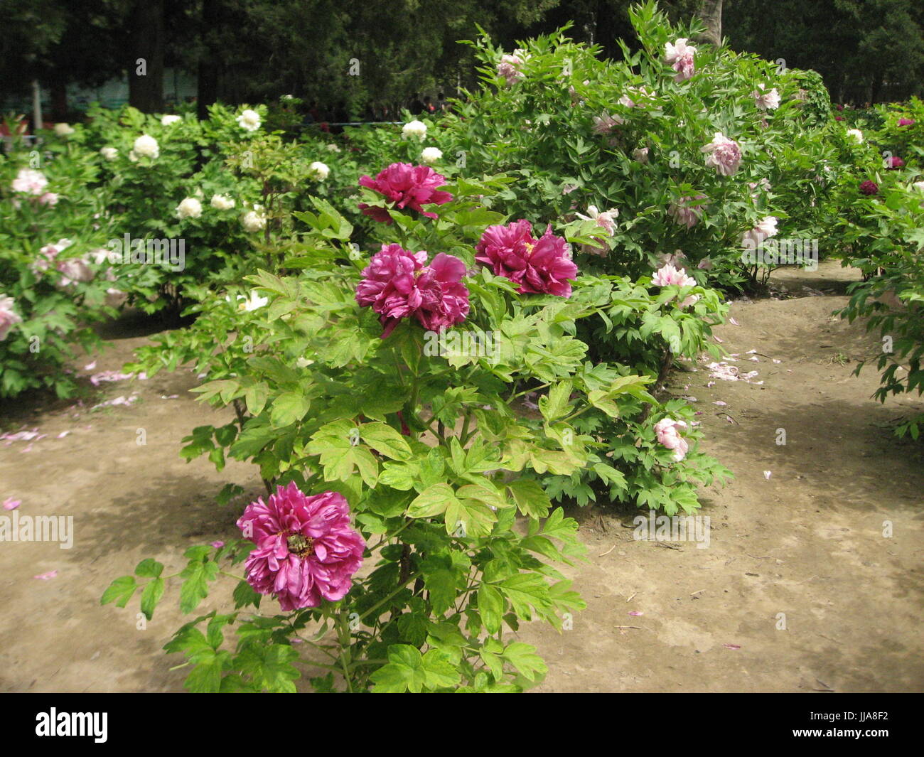 Beijing, Beijing, China. 18th July, 2017. Beijing, CHINA-(EDITORIAL USE ...