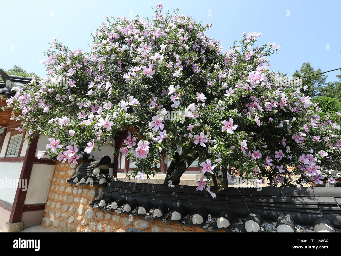 Oldest rose of Sharon tree A large rose of Sharon tree, aged more than ...