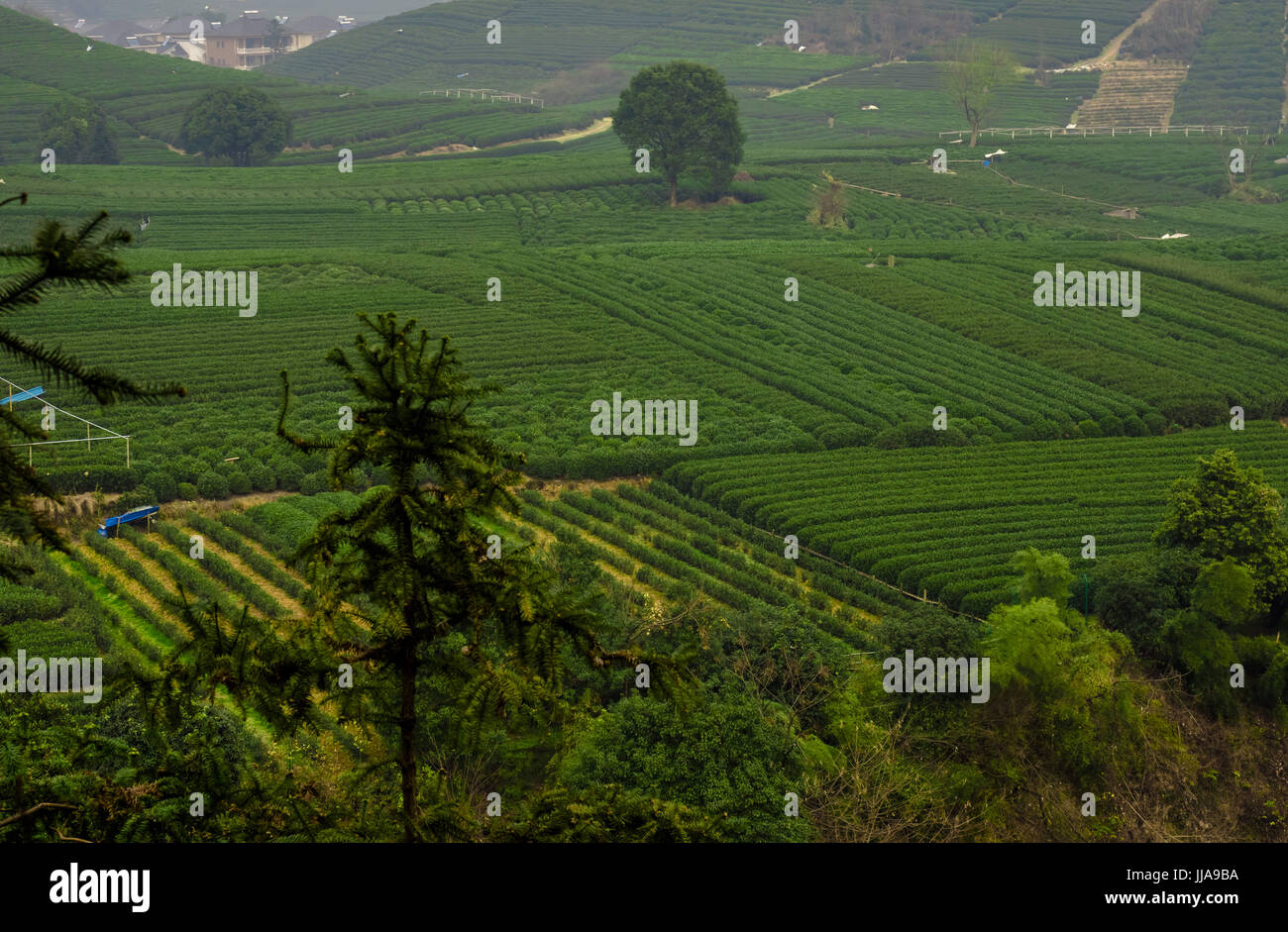 Hangzhou, China. 18th July, 2017. The tea plantations are well-known as ...