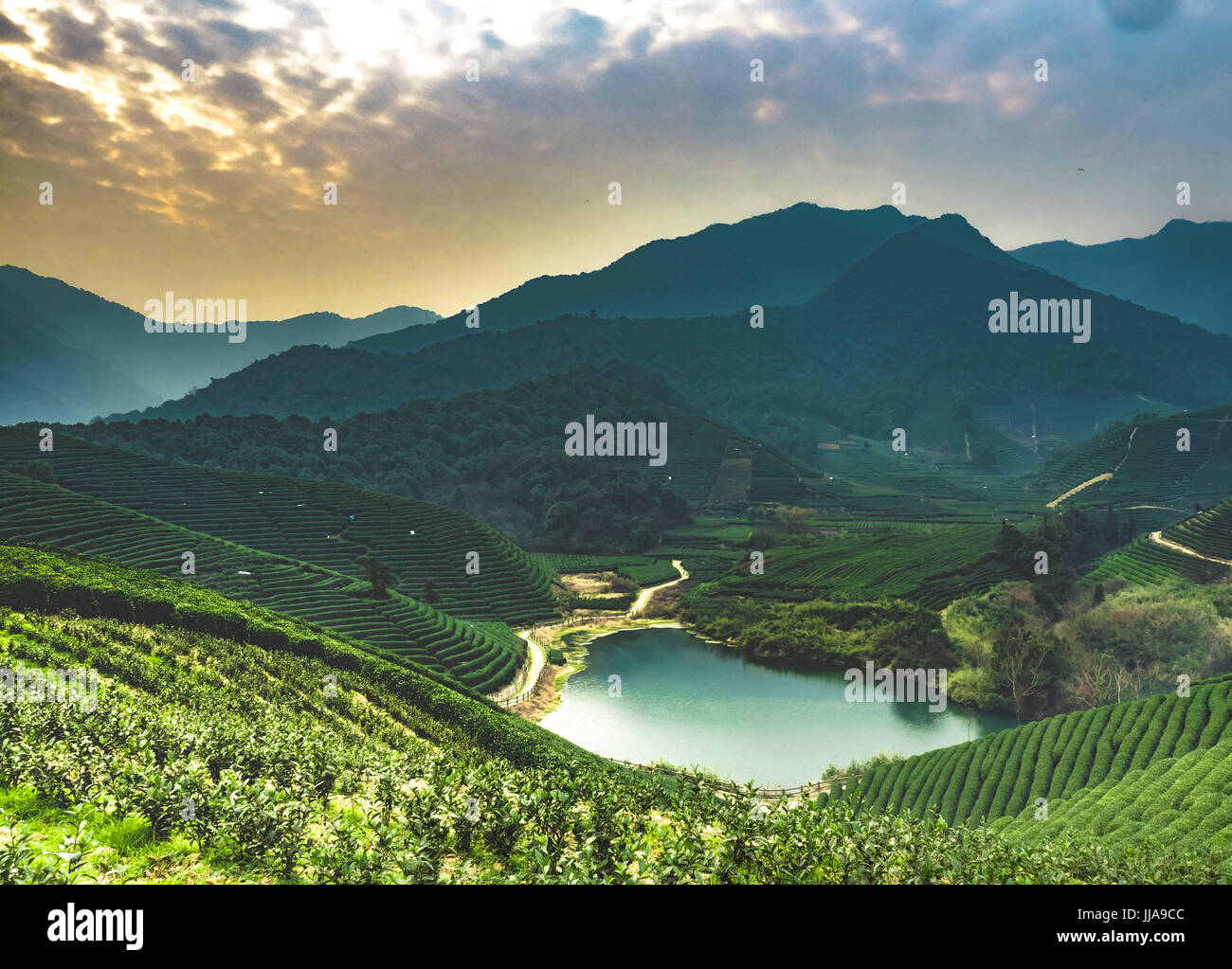 Hangzhou, China. 18th July, 2017. The tea plantations are well-known as ...