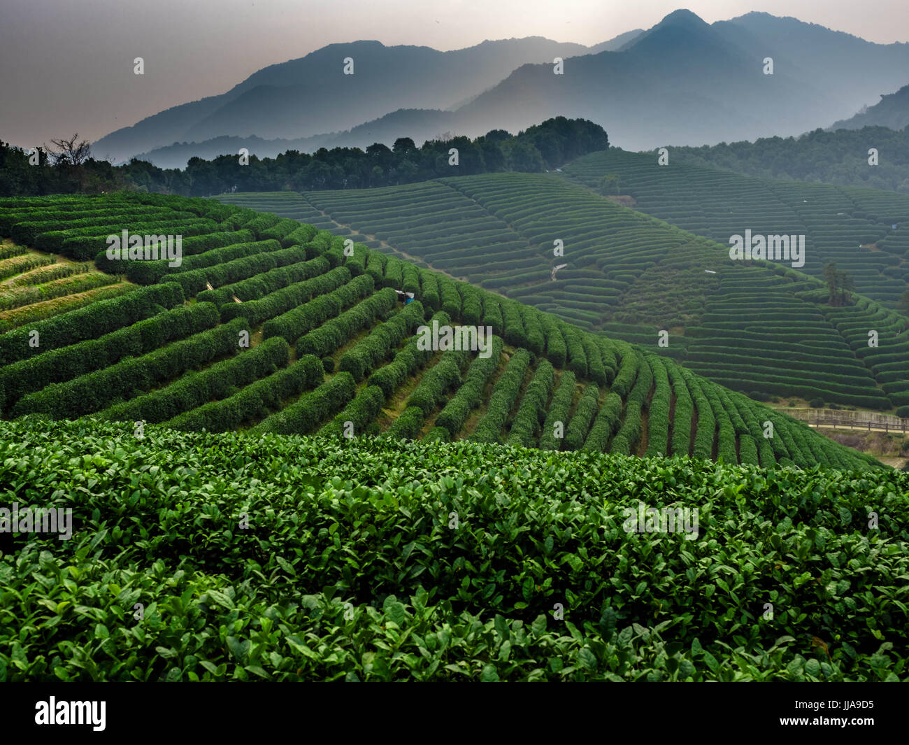 Hangzhou, China. 18th July, 2017. The tea plantations are well-known as ...