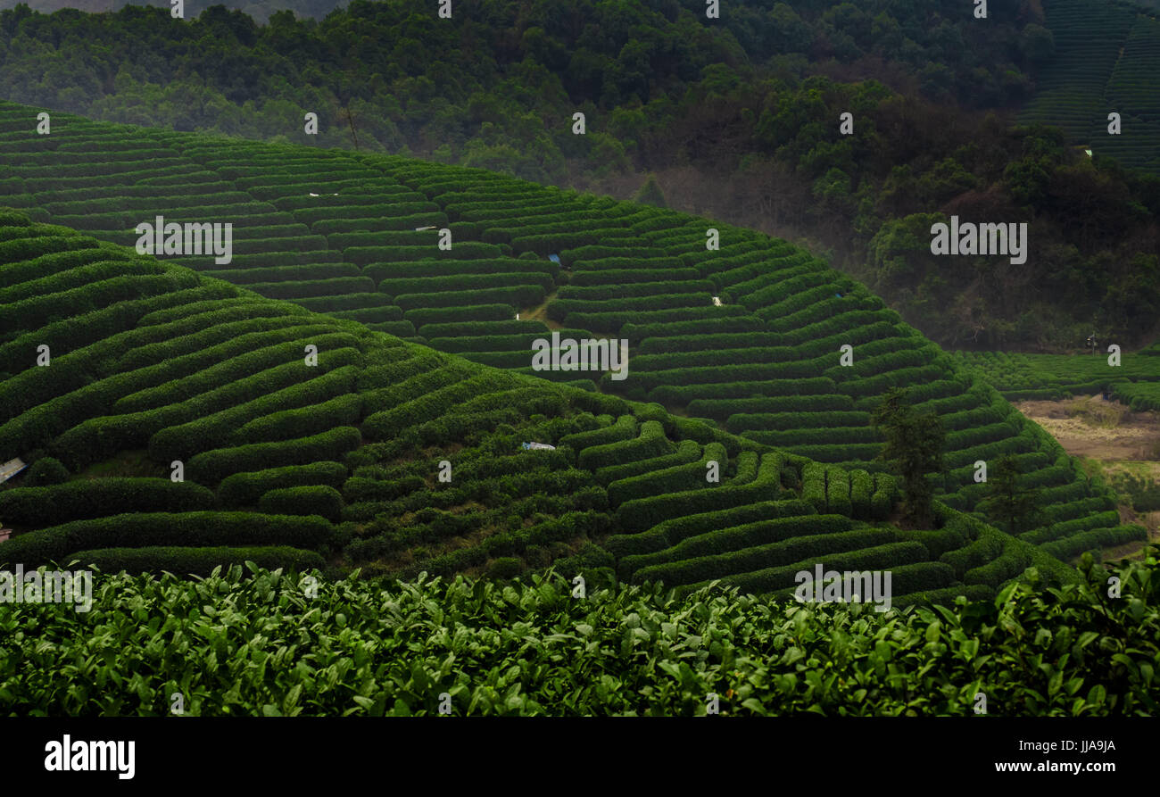 Hangzh, Hangzh, China. 18th July, 2017. The tea plantations are well ...