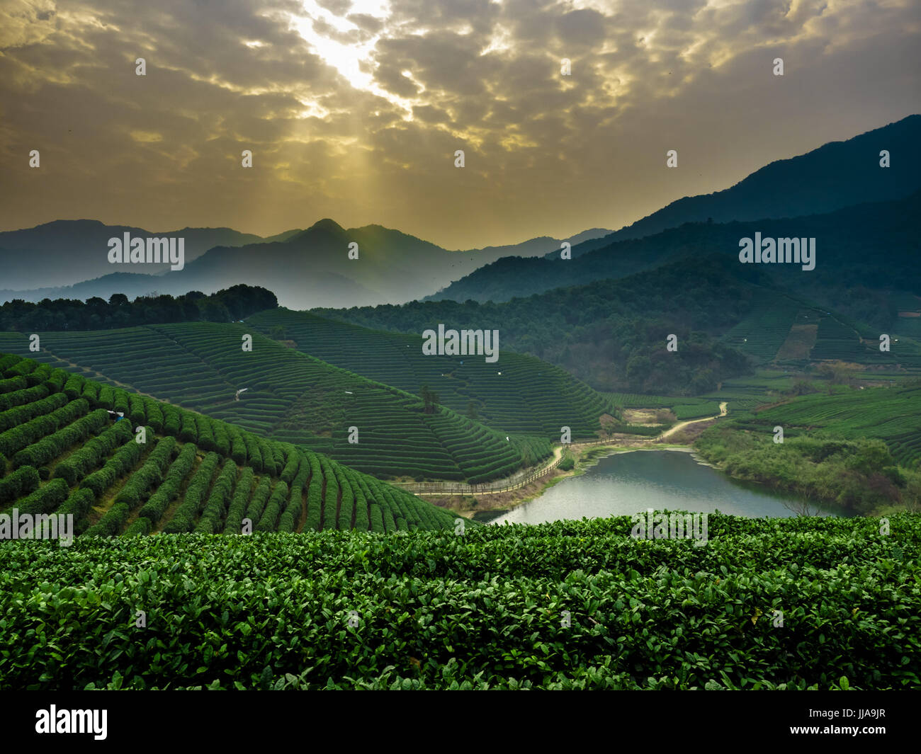Hangzh, Hangzh, China. 18th July, 2017. The tea plantations are well ...
