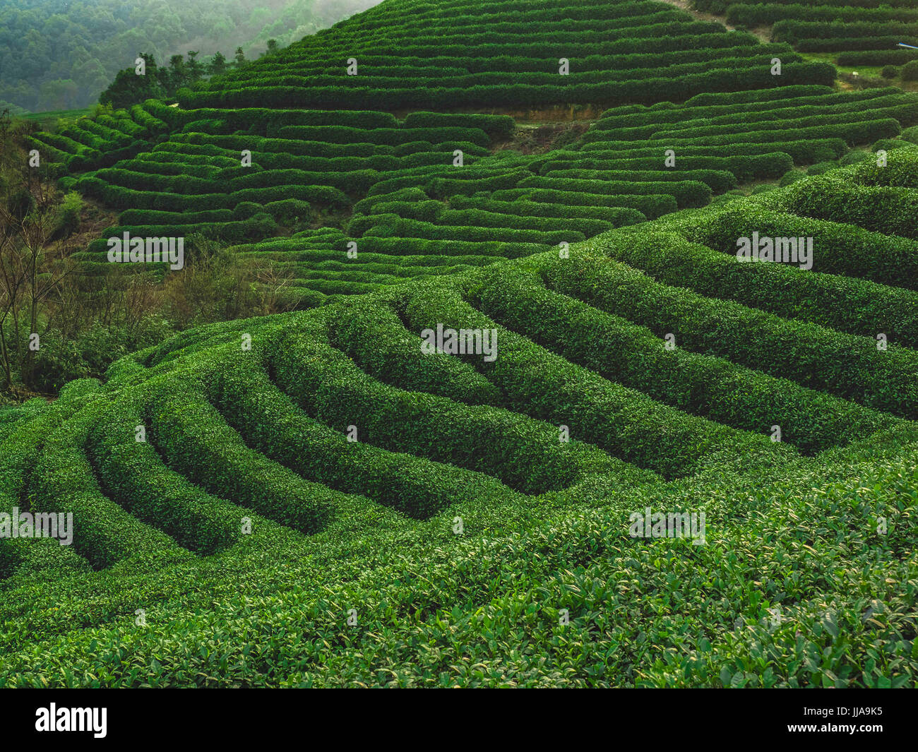 Hangzh, Hangzh, China. 18th July, 2017. The tea plantations are well ...