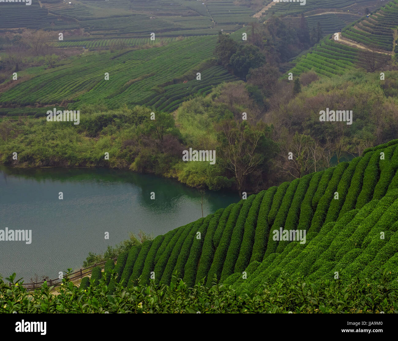 Hangzh, Hangzh, China. 18th July, 2017. The tea plantations are well ...