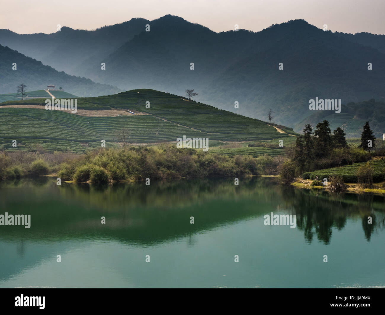 Hangzh, Hangzh, China. 18th July, 2017. The tea plantations are well ...