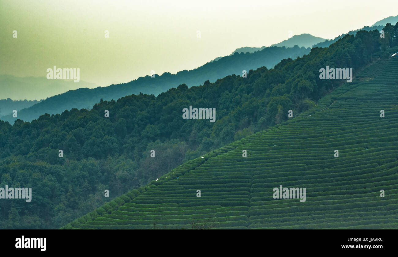 Hangzh, Hangzh, China. 18th July, 2017. The tea plantations are well ...