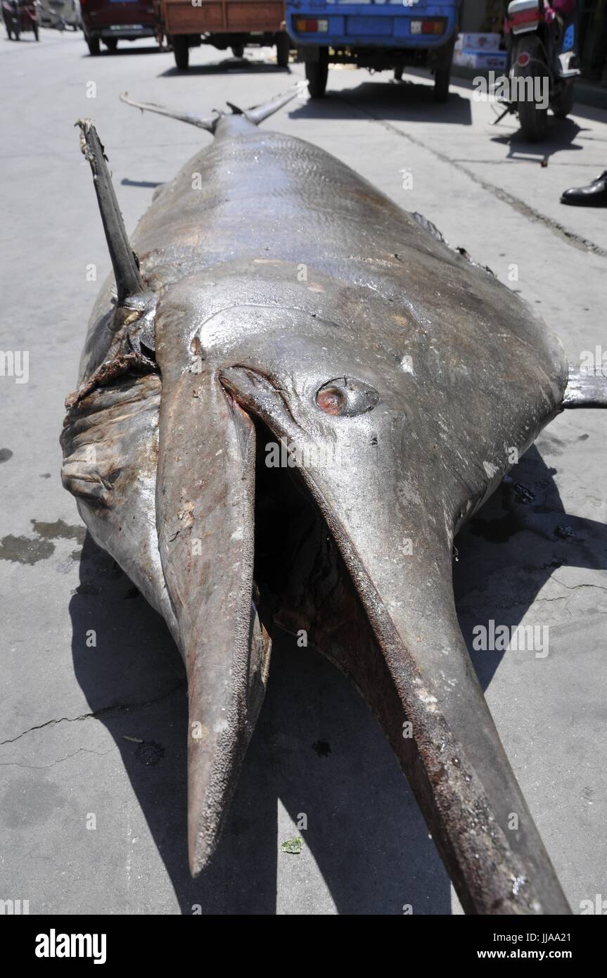 Giant marlin hi-res stock photography and images - Alamy
