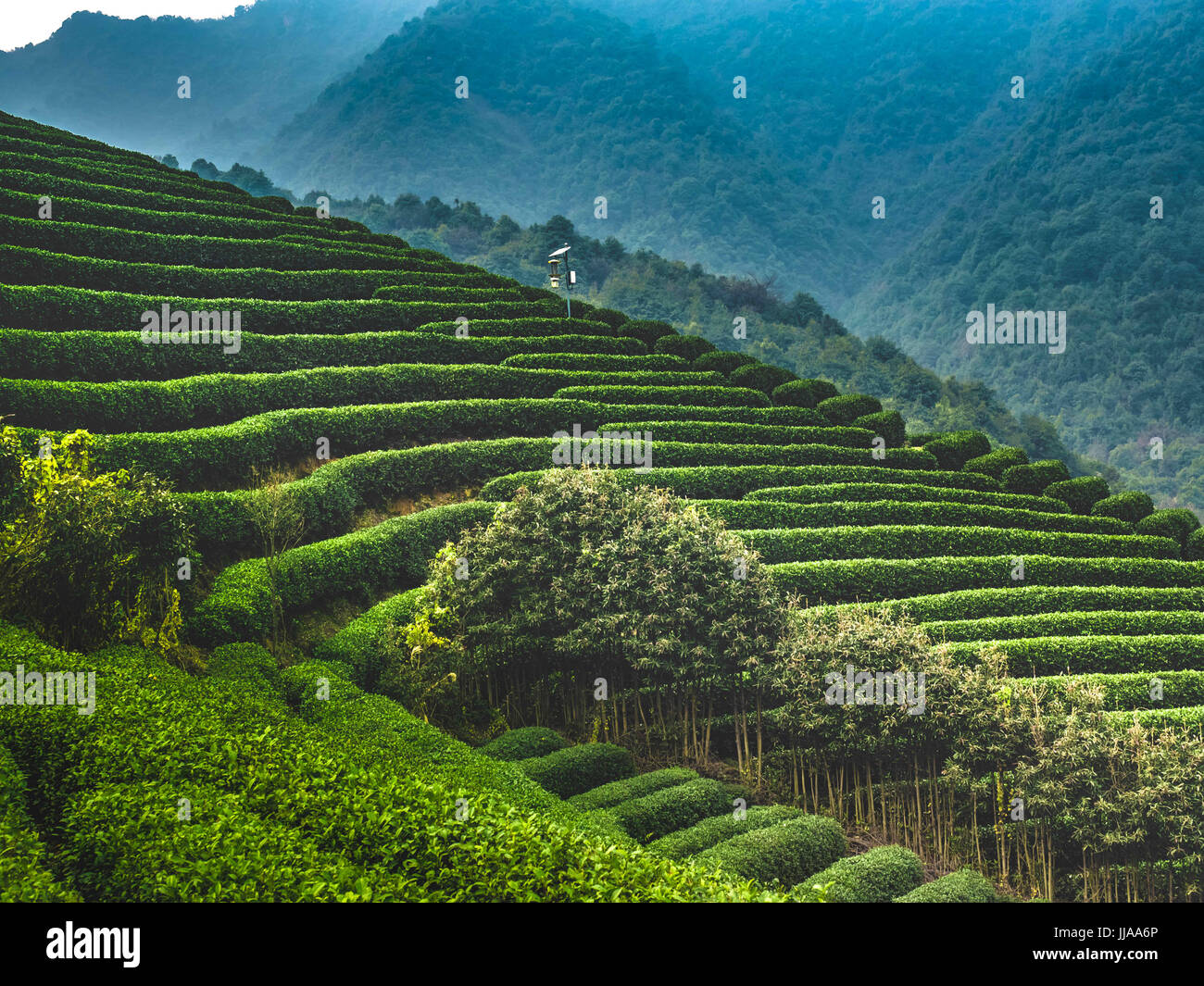 Hangzh, Hangzh, China. 18th July, 2017. The tea plantations are well ...