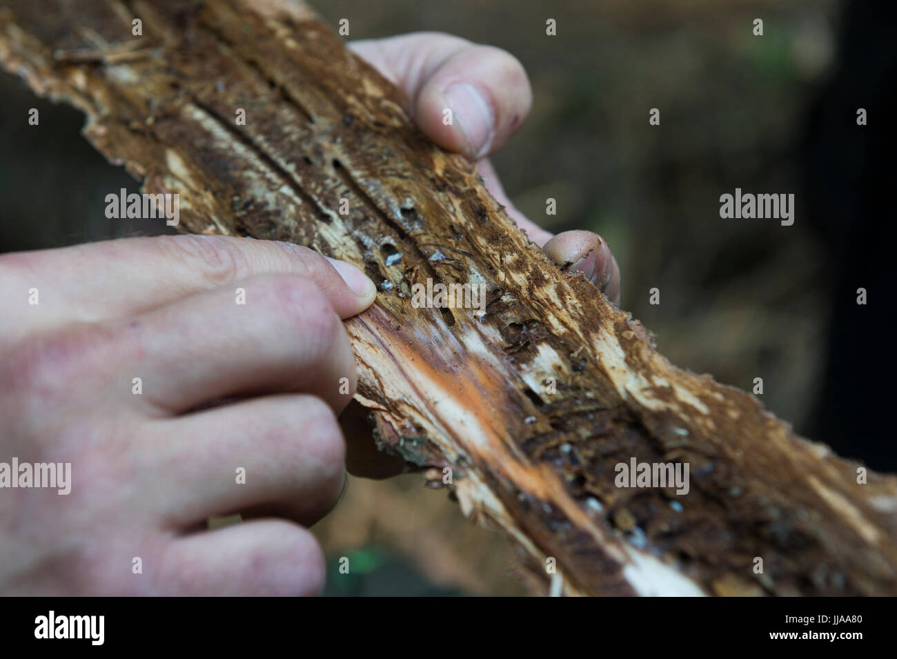 Ceperka, Czech Republic. 19th July, 2017. The state-run forest ...