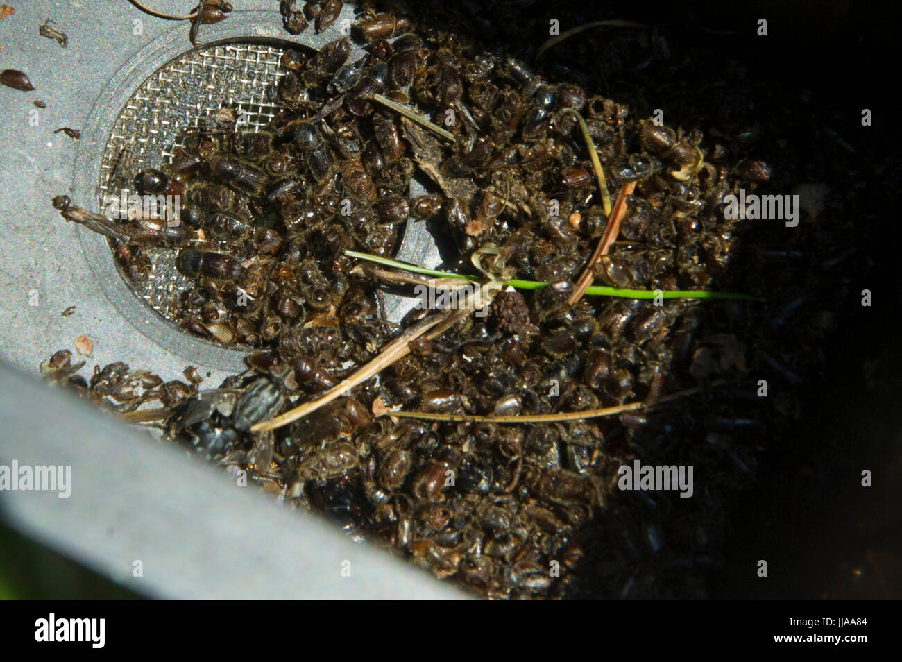 Ceperka, Czech Republic. 19th July, 2017. The state-run forest ...