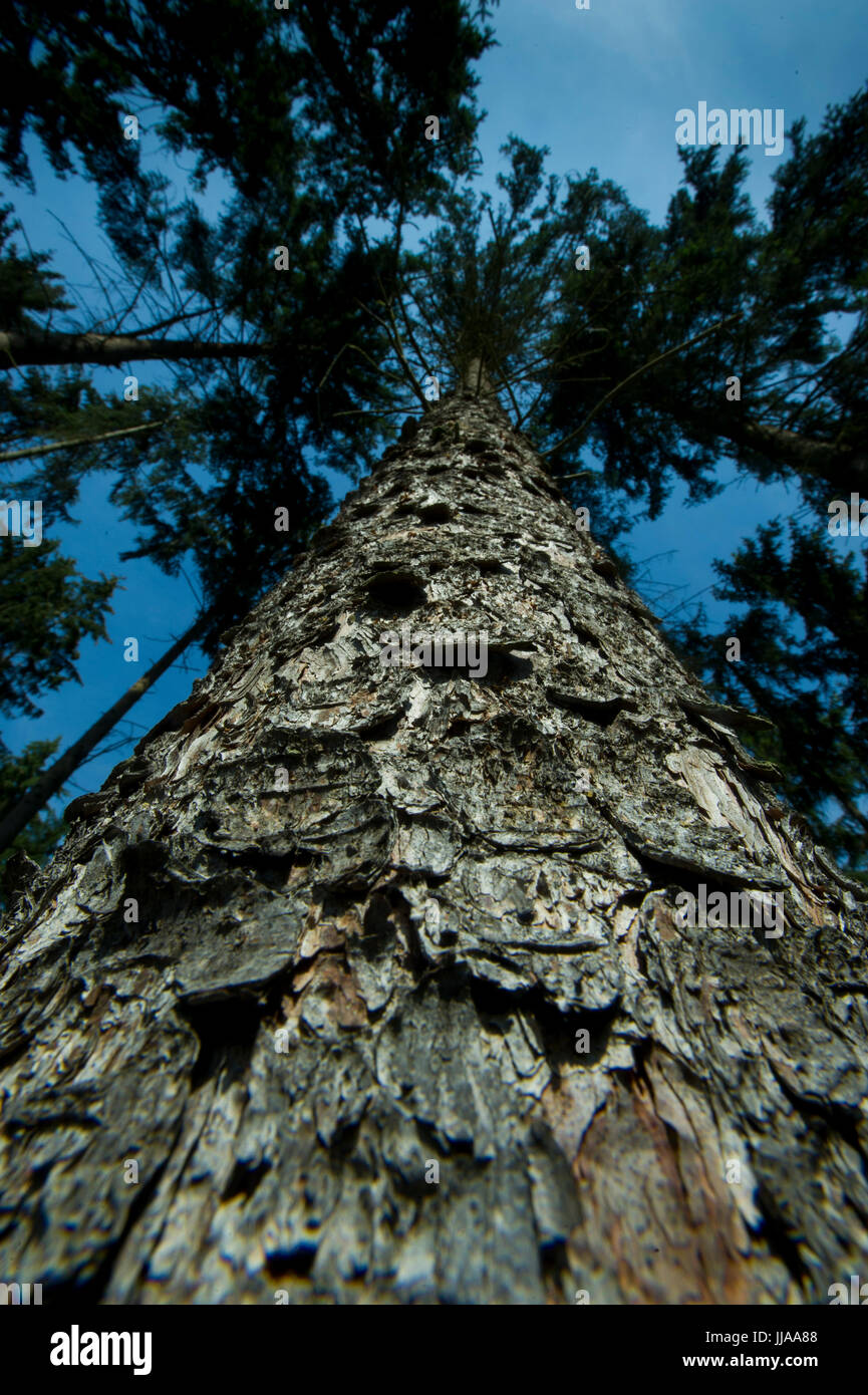 Bark beetle traps hi-res stock photography and images - Alamy