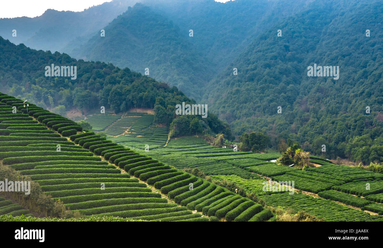 Hangzh, Hangzh, China. 18th July, 2017. The tea plantations are well ...
