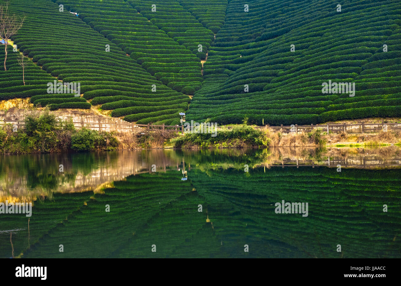 Hangzh, Hangzh, China. 18th July, 2017. The tea plantations are well ...