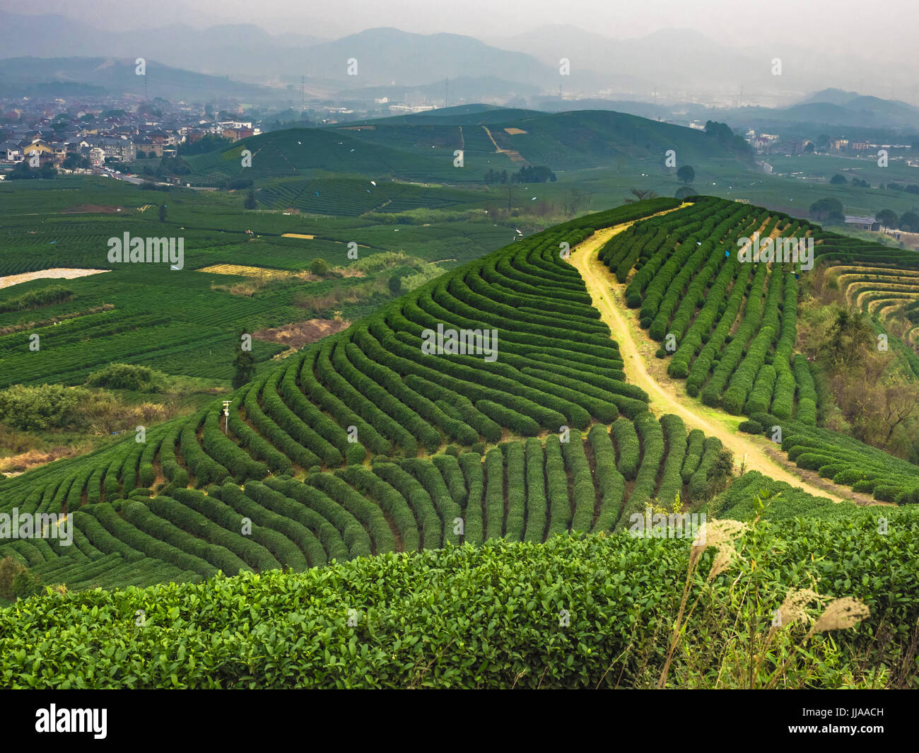 Hangzh, Hangzh, China. 18th July, 2017. The tea plantations are well ...