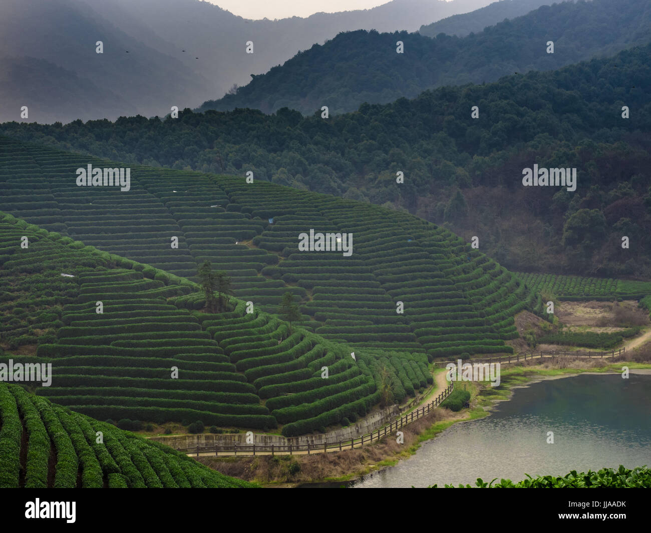 Hangzh, Hangzh, China. 18th July, 2017. The tea plantations are well ...