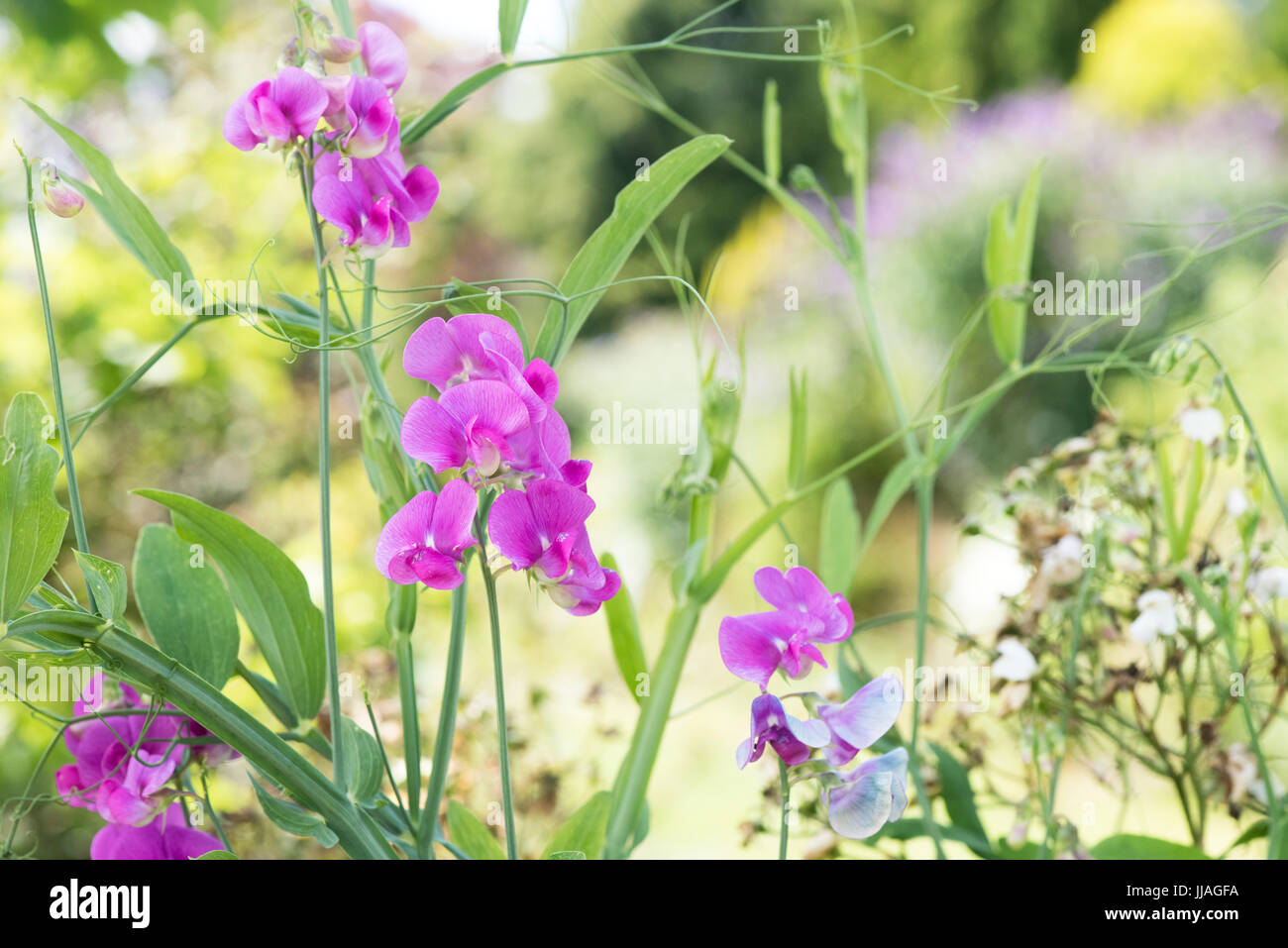 Lathyrus latifolius. Perennial pea or Everlasting sweet pea in an ...