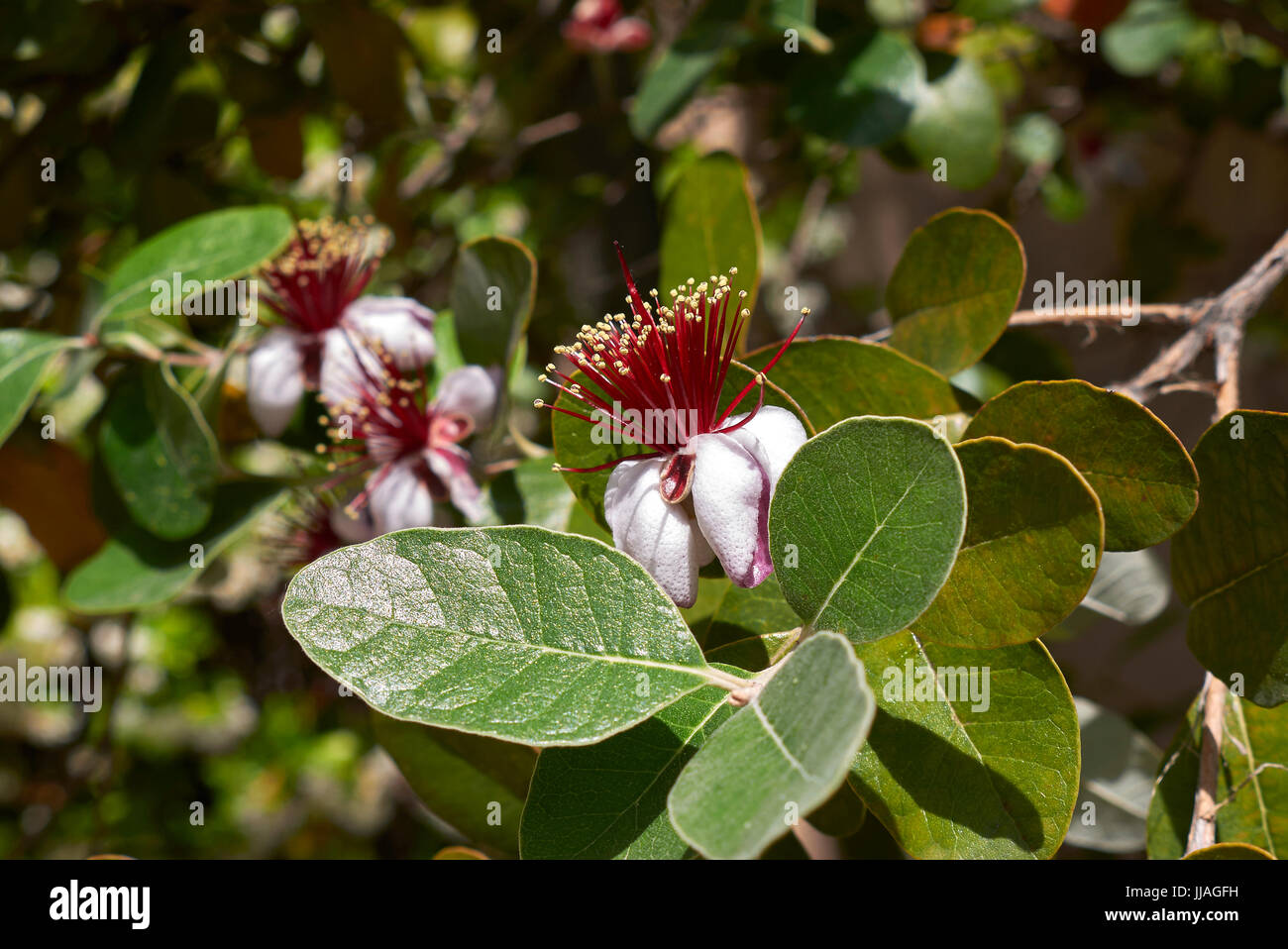 Acca sellowiana hi-res stock photography and images - Alamy