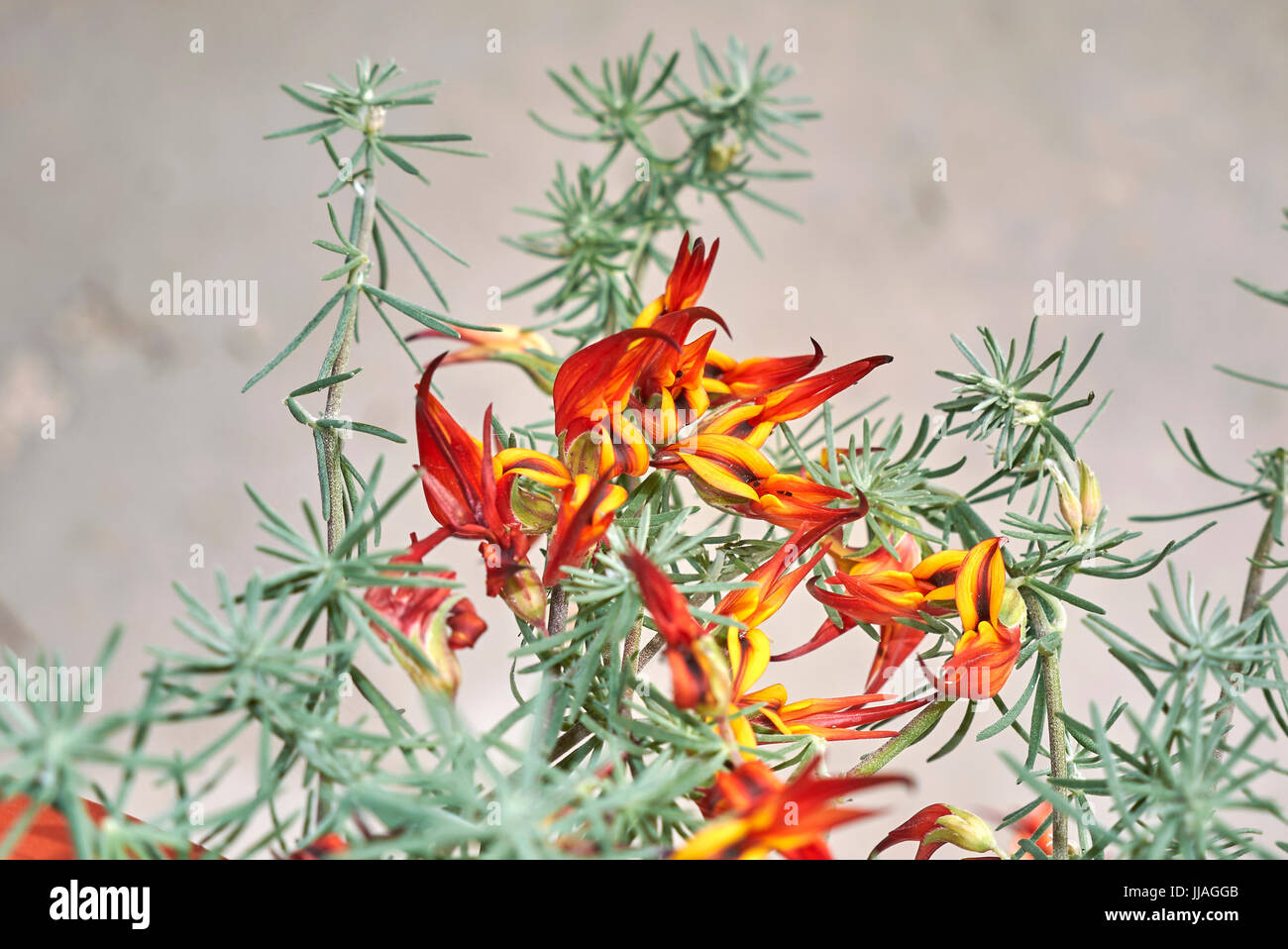 Lotus berthelotii parrots beak hi-res stock photography and images - Alamy