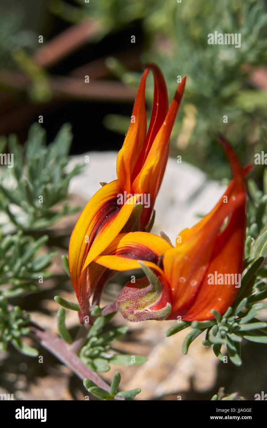 Lotus berthelotii parrots beak hi-res stock photography and images - Alamy