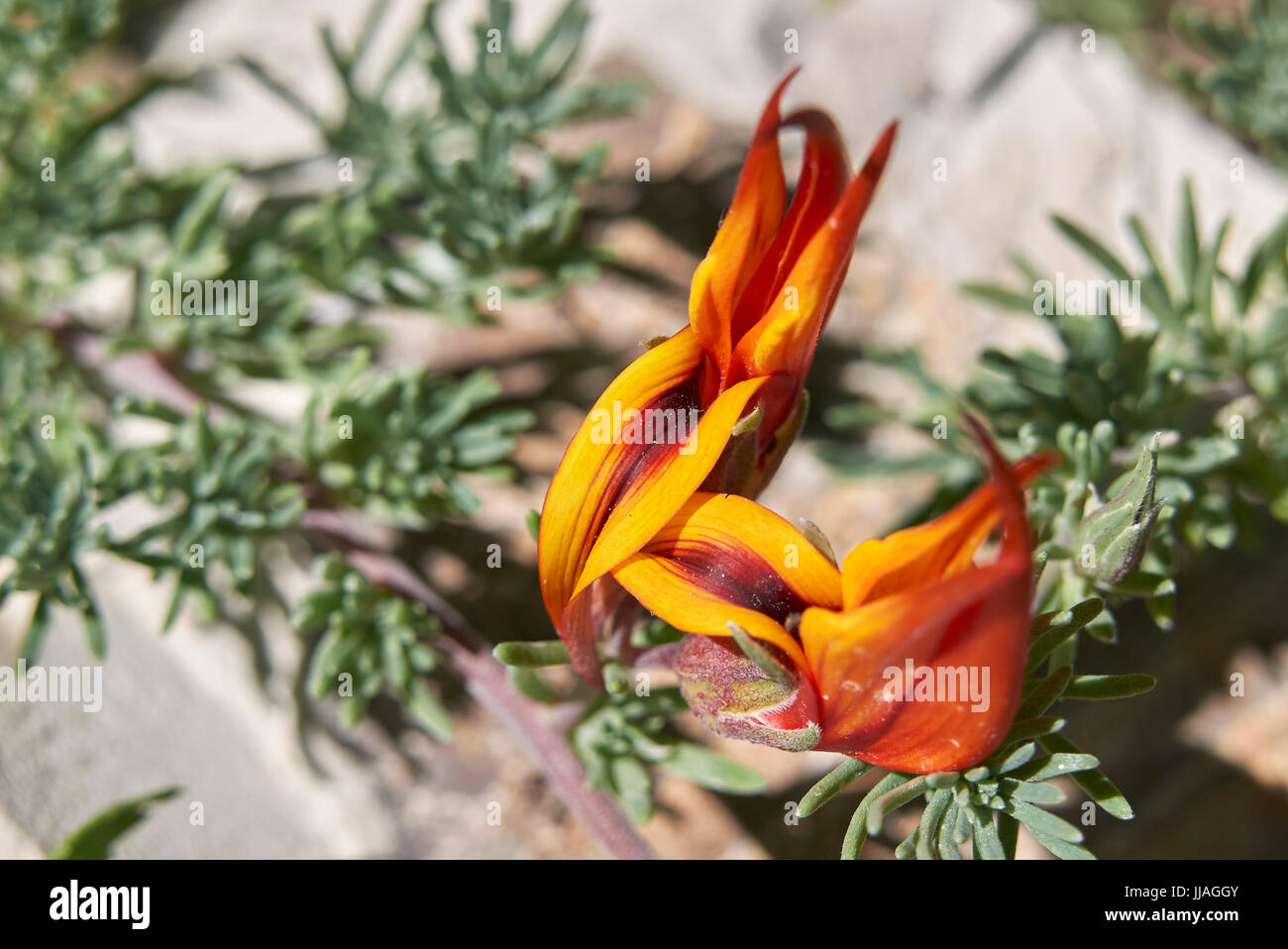 Lotus berthelotii parrots beak hi-res stock photography and images - Alamy