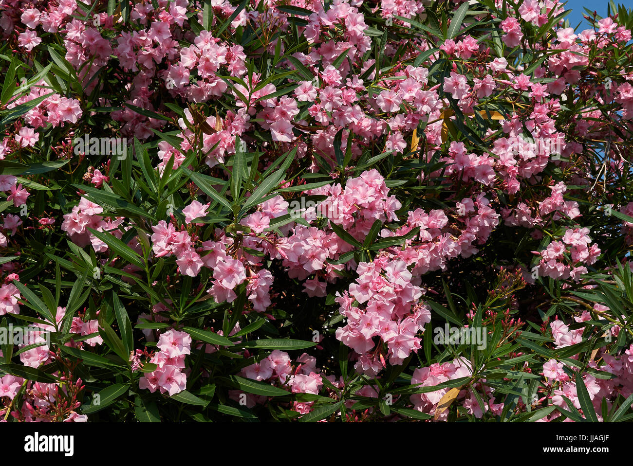 Oleander cultivar hi-res stock photography and images - Alamy