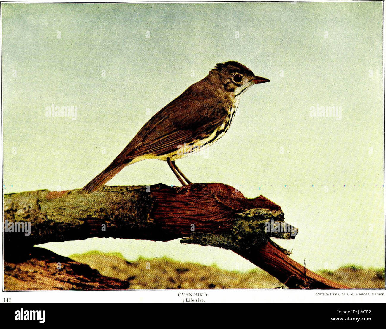 Bird studies for home and school hi-res stock photography and images ...