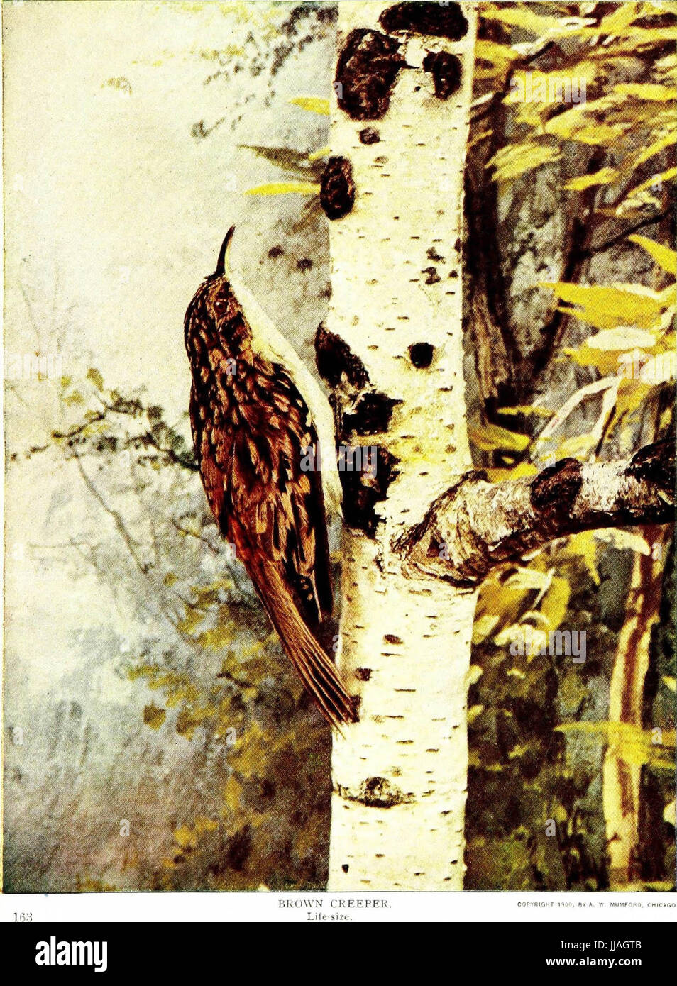 Bird studies for home and school hi-res stock photography and images ...