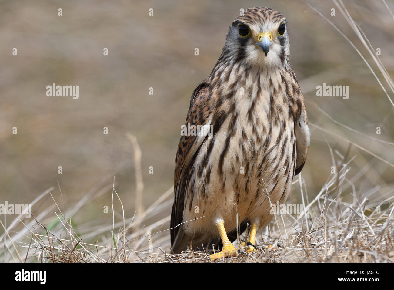 Black malar stripes hi-res stock photography and images - Alamy