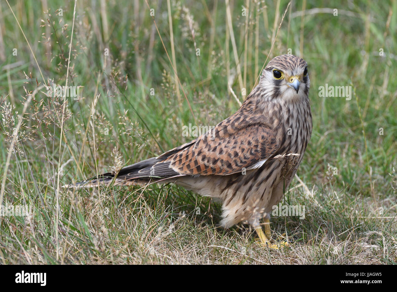 Young common kestrel on the ground hunting in the grass Stock Photo - Alamy