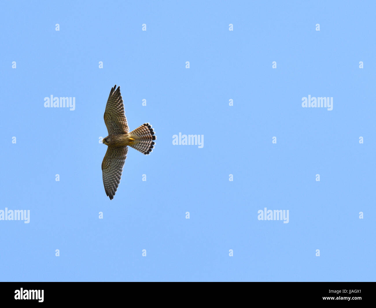 Common kestrel in flight seen from underneath, against a clear light ...