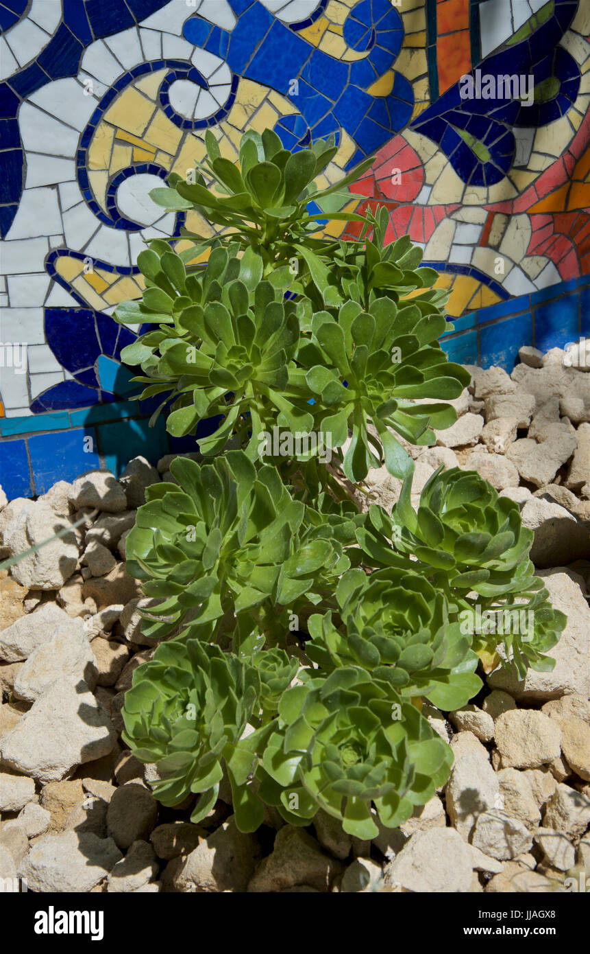 Aeonium arboreum, tree house leek, a succulent Stock Photo - Alamy