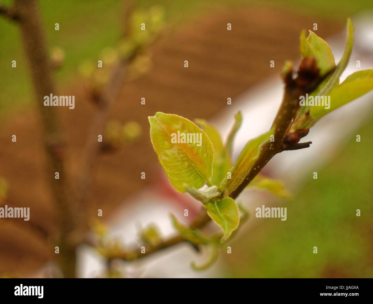 the leaves of young Apple trees in the spring, Russia Stock Photo - Alamy