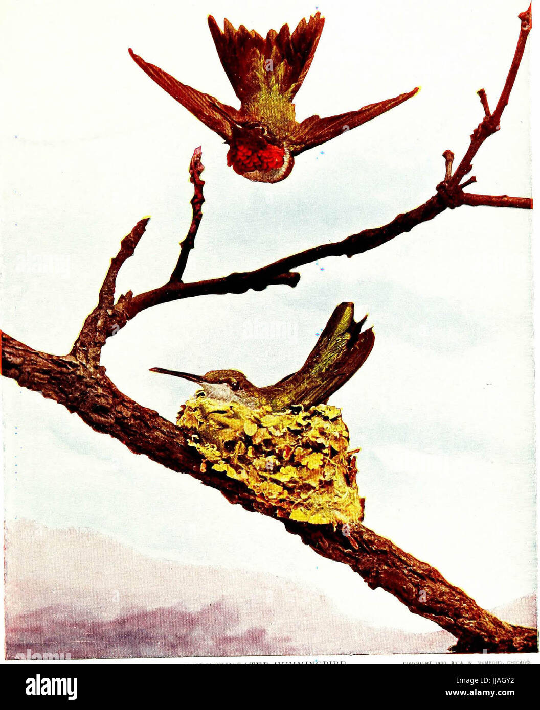 "Bird studies for home and school; sixty common birds, their habits and ...