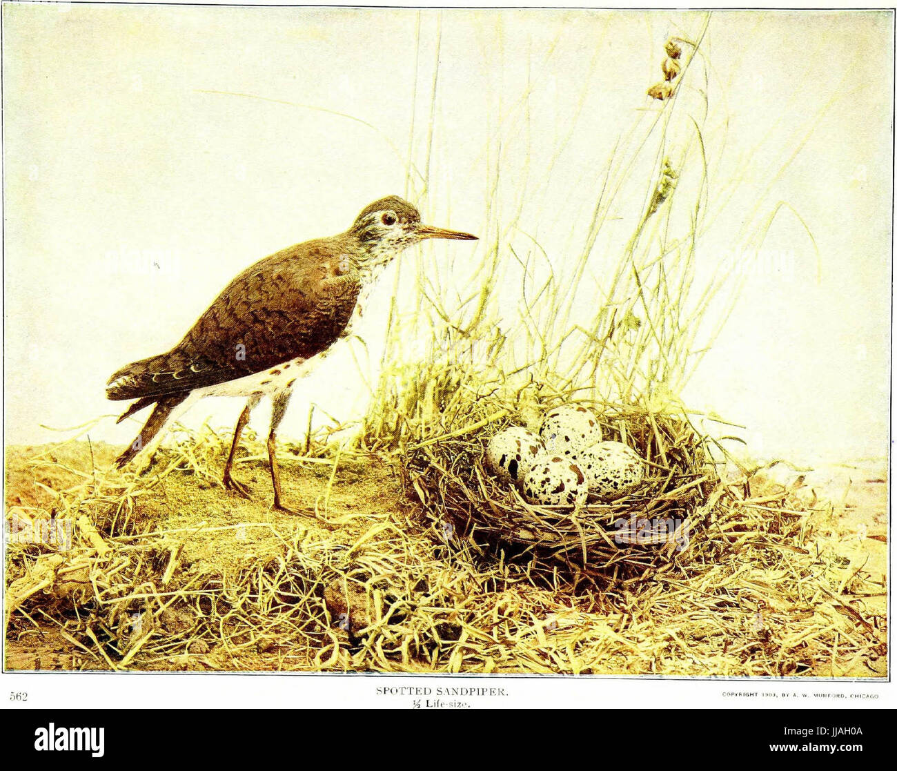 "Bird studies for home and school; sixty common birds, their habits and ...