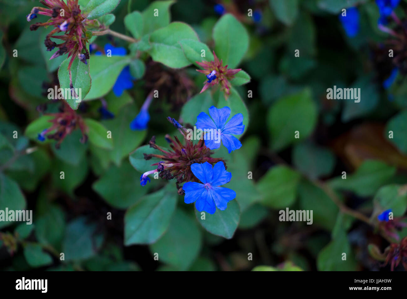Small blue flowers Stock Photo - Alamy