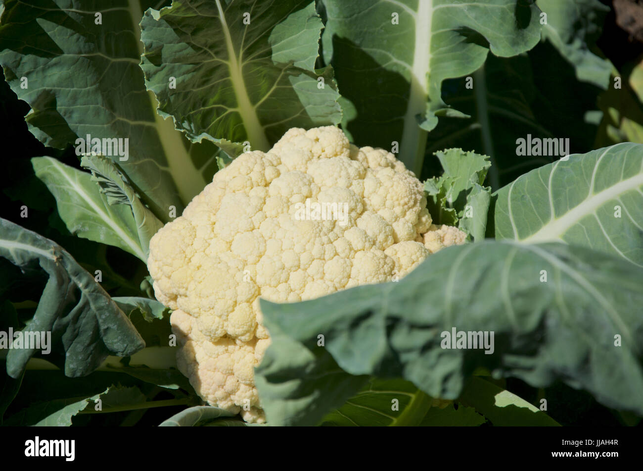 A Cauliflower, variety Mayflower Stock Photo - Alamy