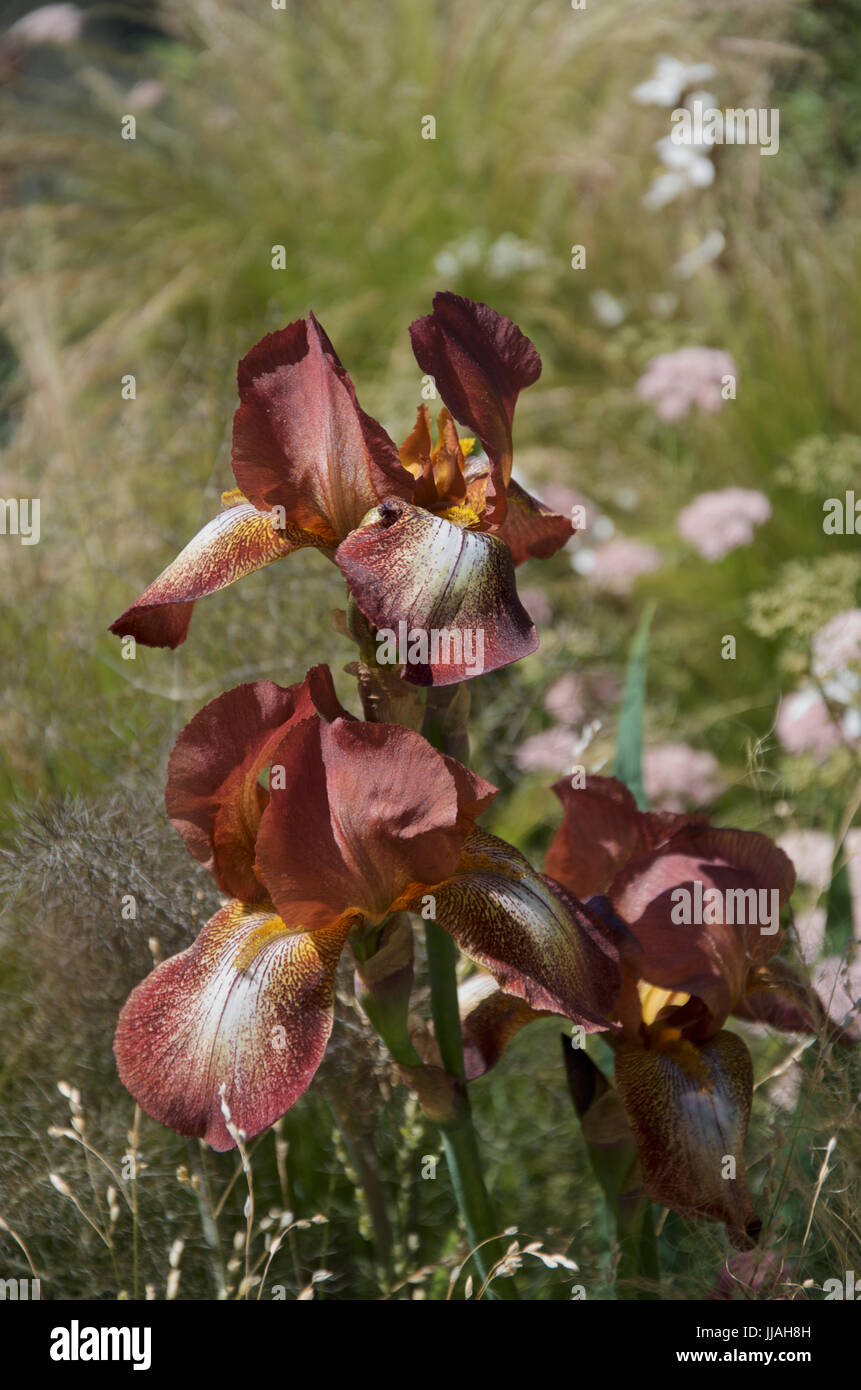 Bearded iris buds hi-res stock photography and images - Alamy