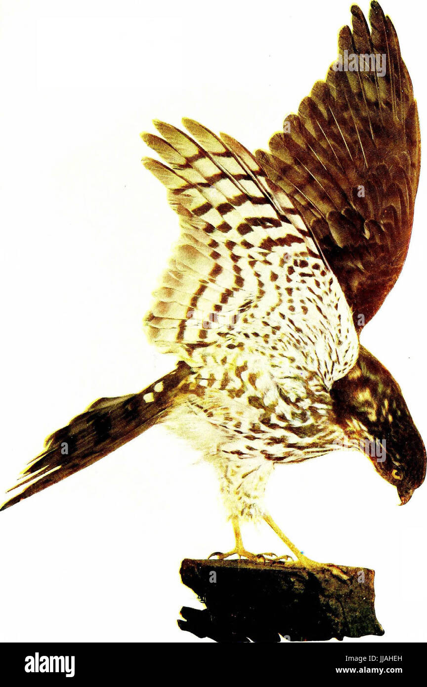 Bird studies for home and school hi-res stock photography and images ...