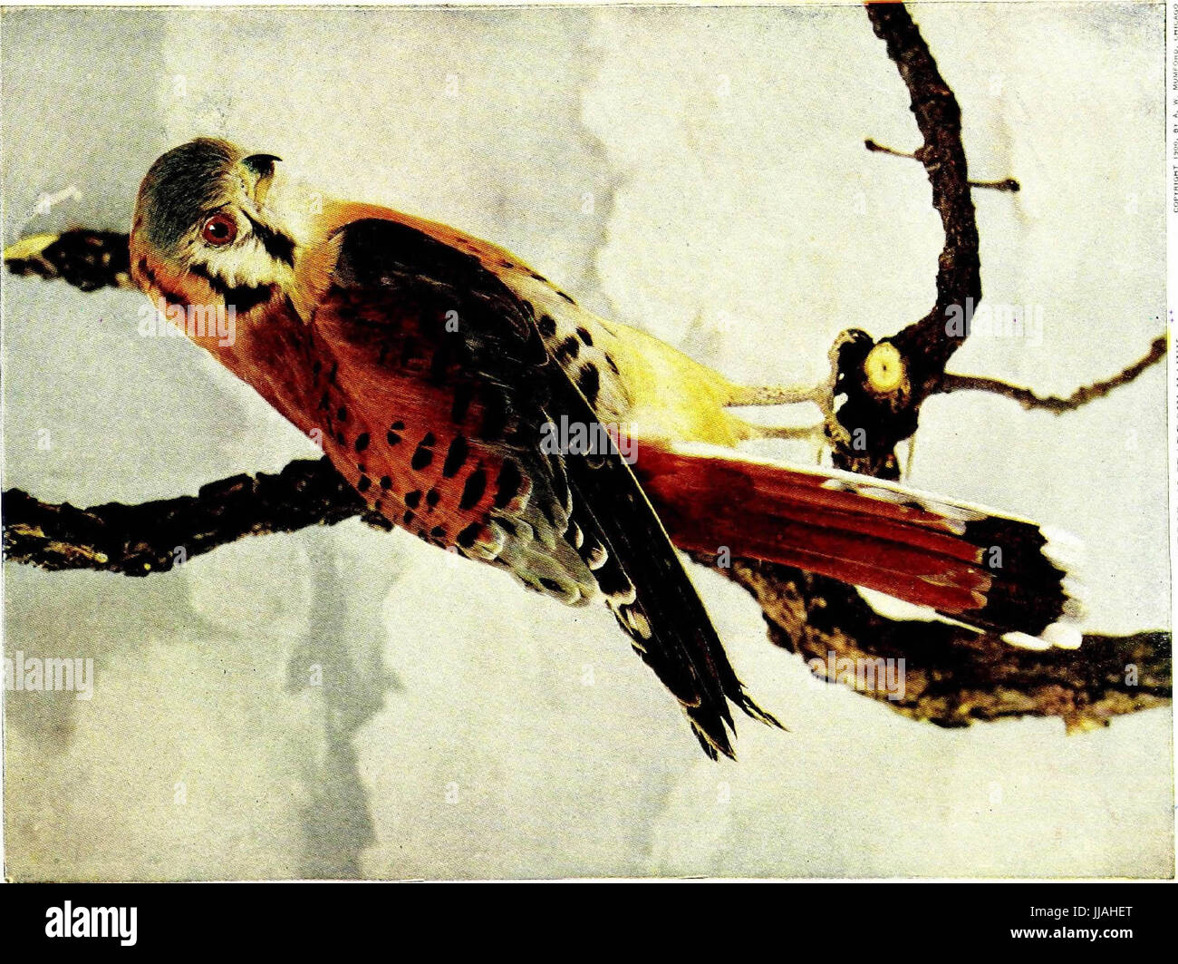 Bird studies for home and school hi-res stock photography and images ...