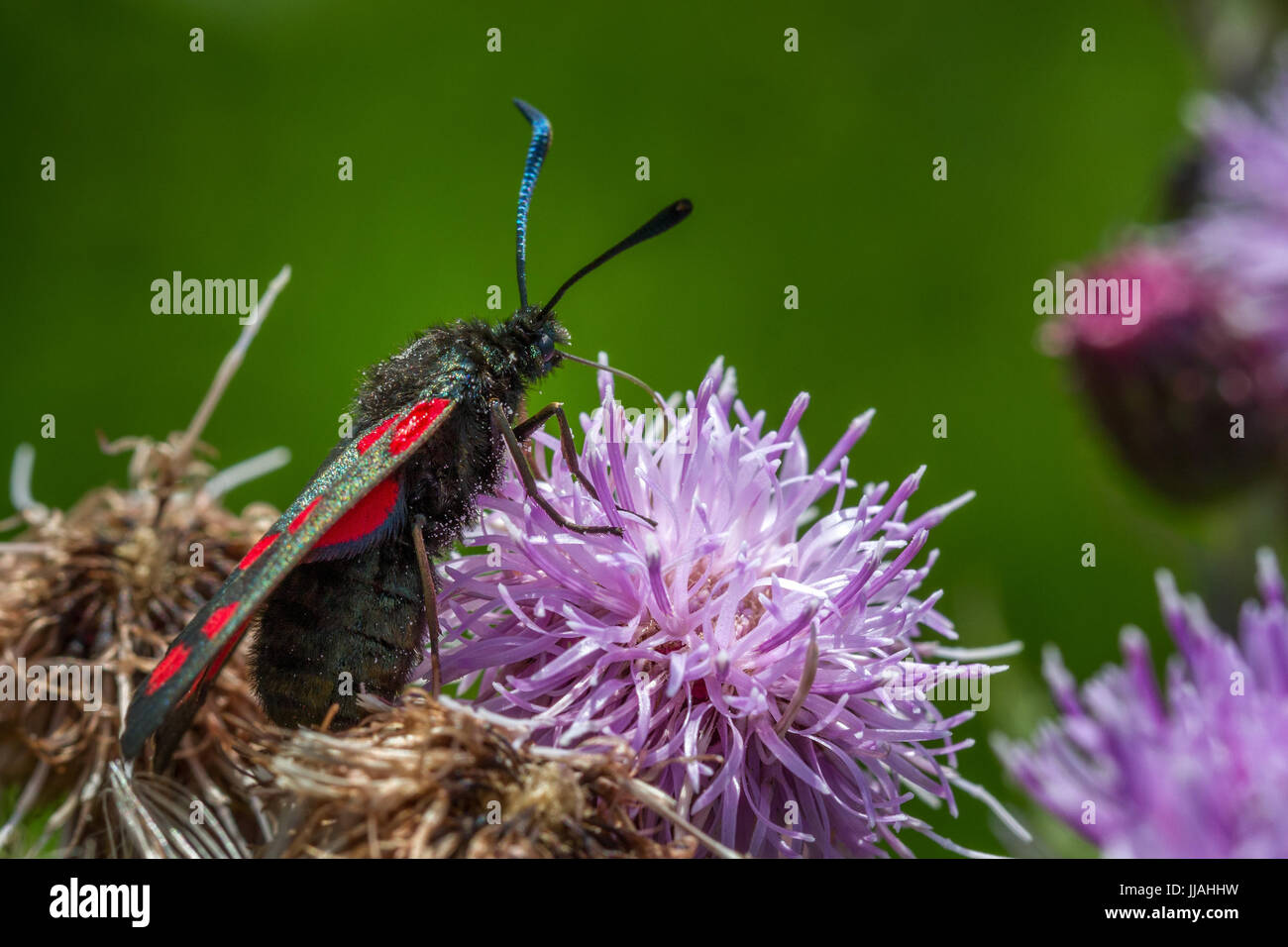 Black moth with red spots hi-res stock photography and images - Alamy