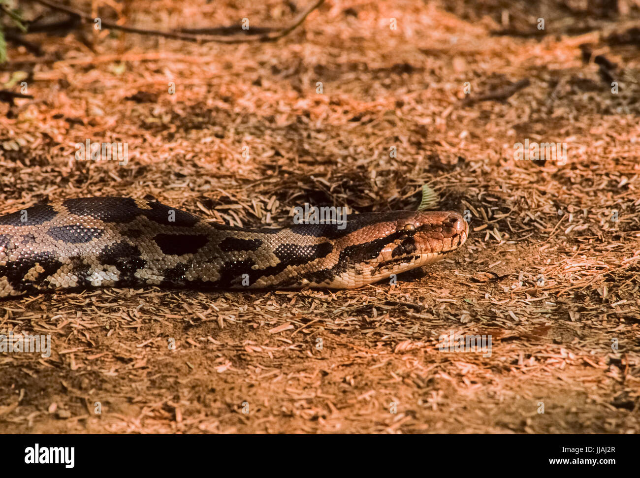 Indian Rock Python or Indian Python, (Python molurus), Keoladeo Ghana ... Indian Rock Python or Indian Python, (Python molurus), Keoladeo Ghana ...