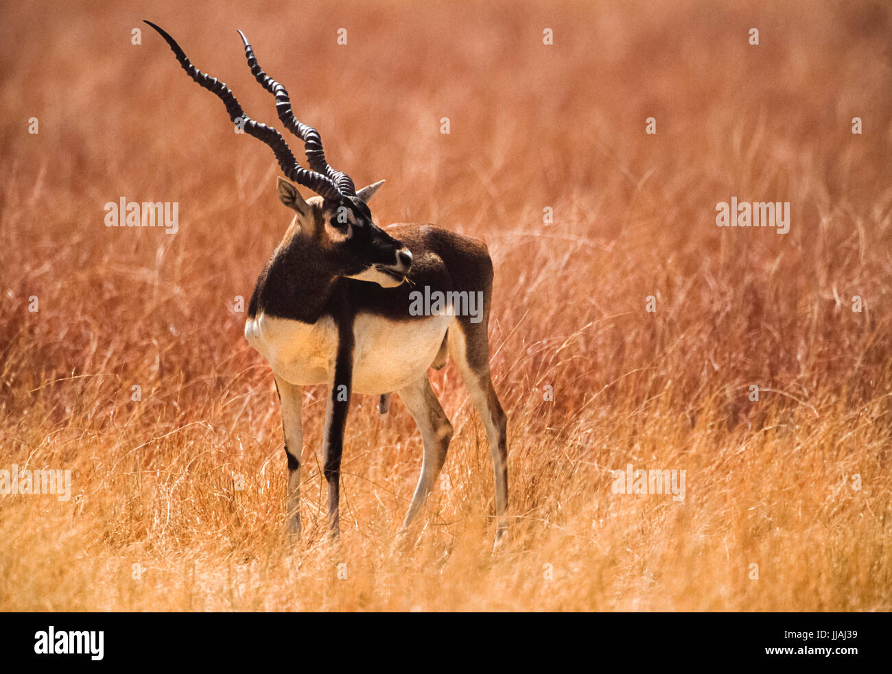 male Indian Blackbuck, also known as Blackbuck or Indian Antelope ...