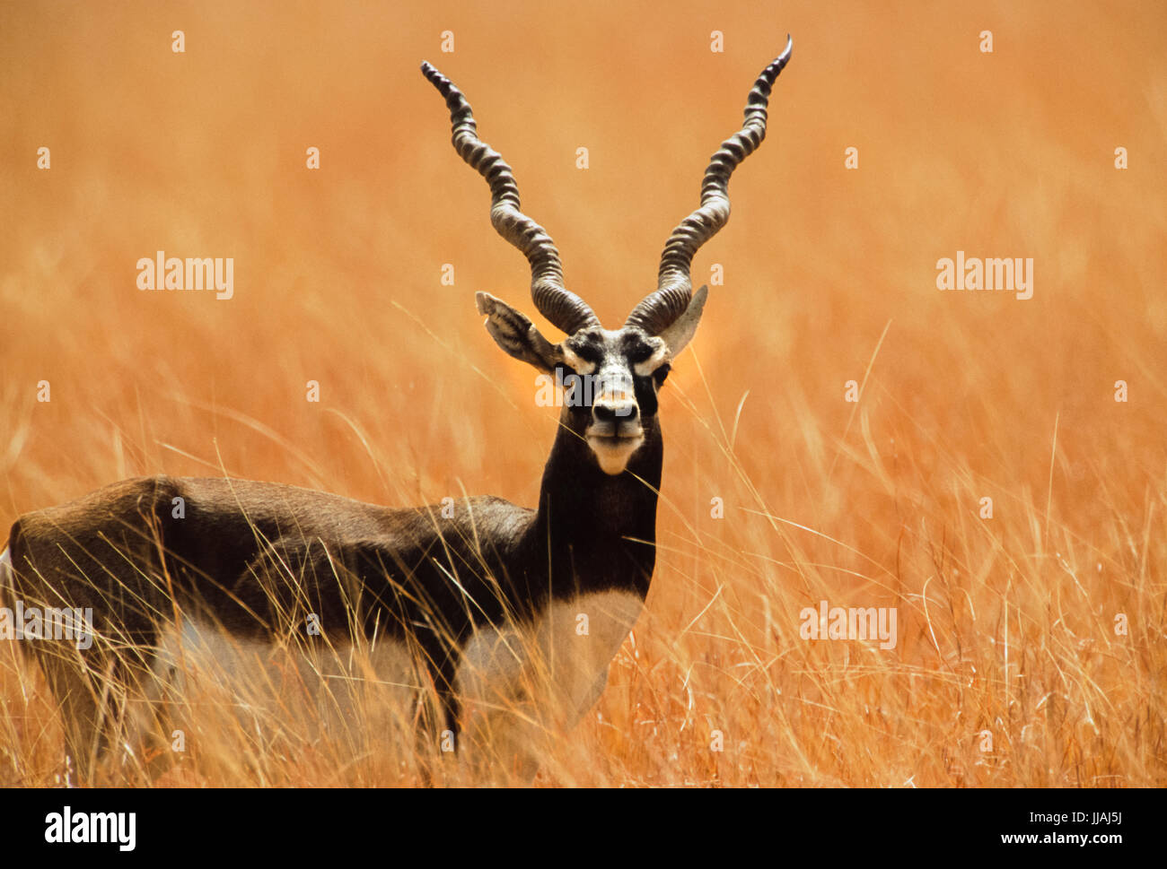 male Indian Blackbuck, also known as Blackbuck or Indian Antelope ...