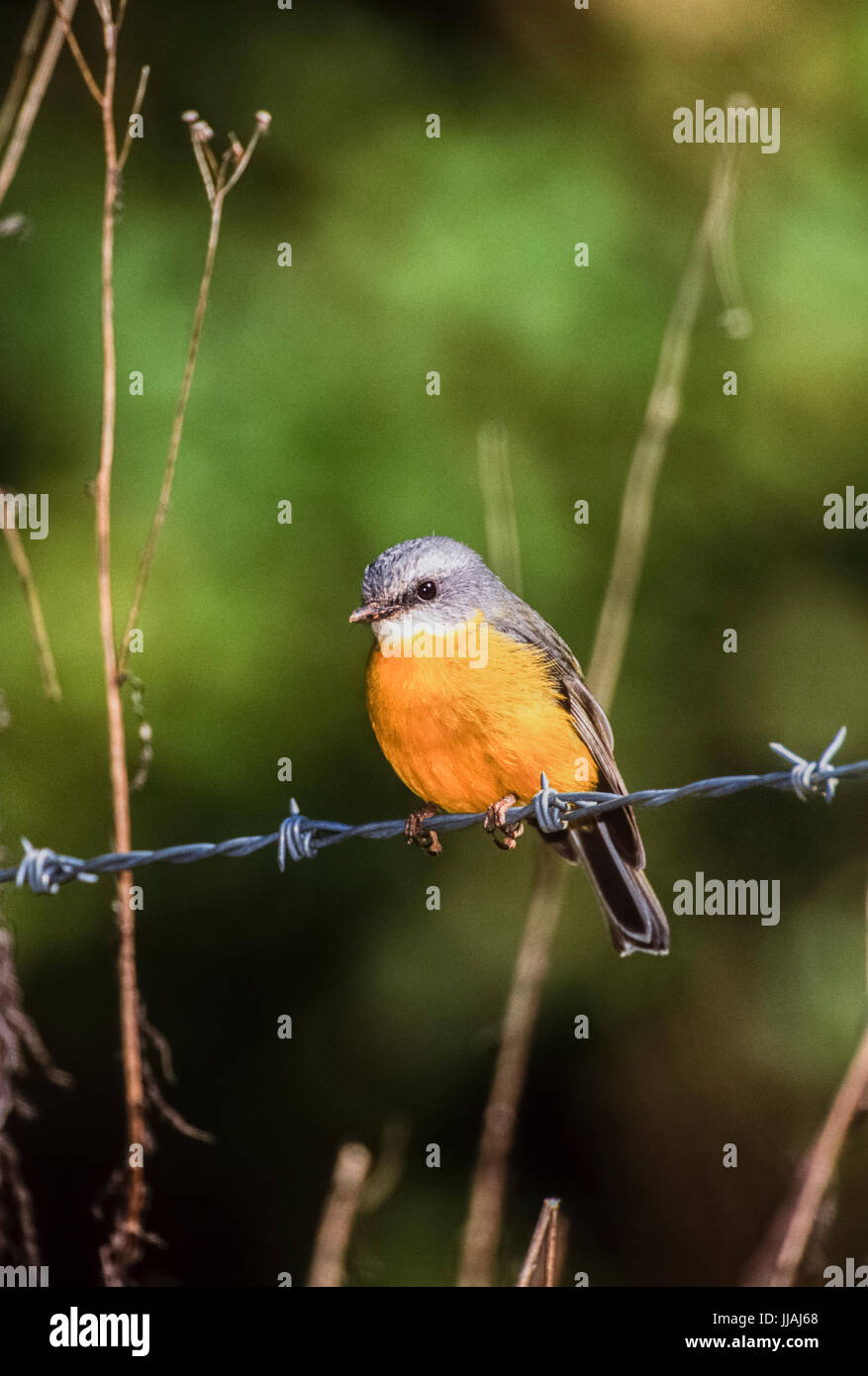 Eastern Yellow Robin, (Eopsaltria australis),perched on barbed wire ...
