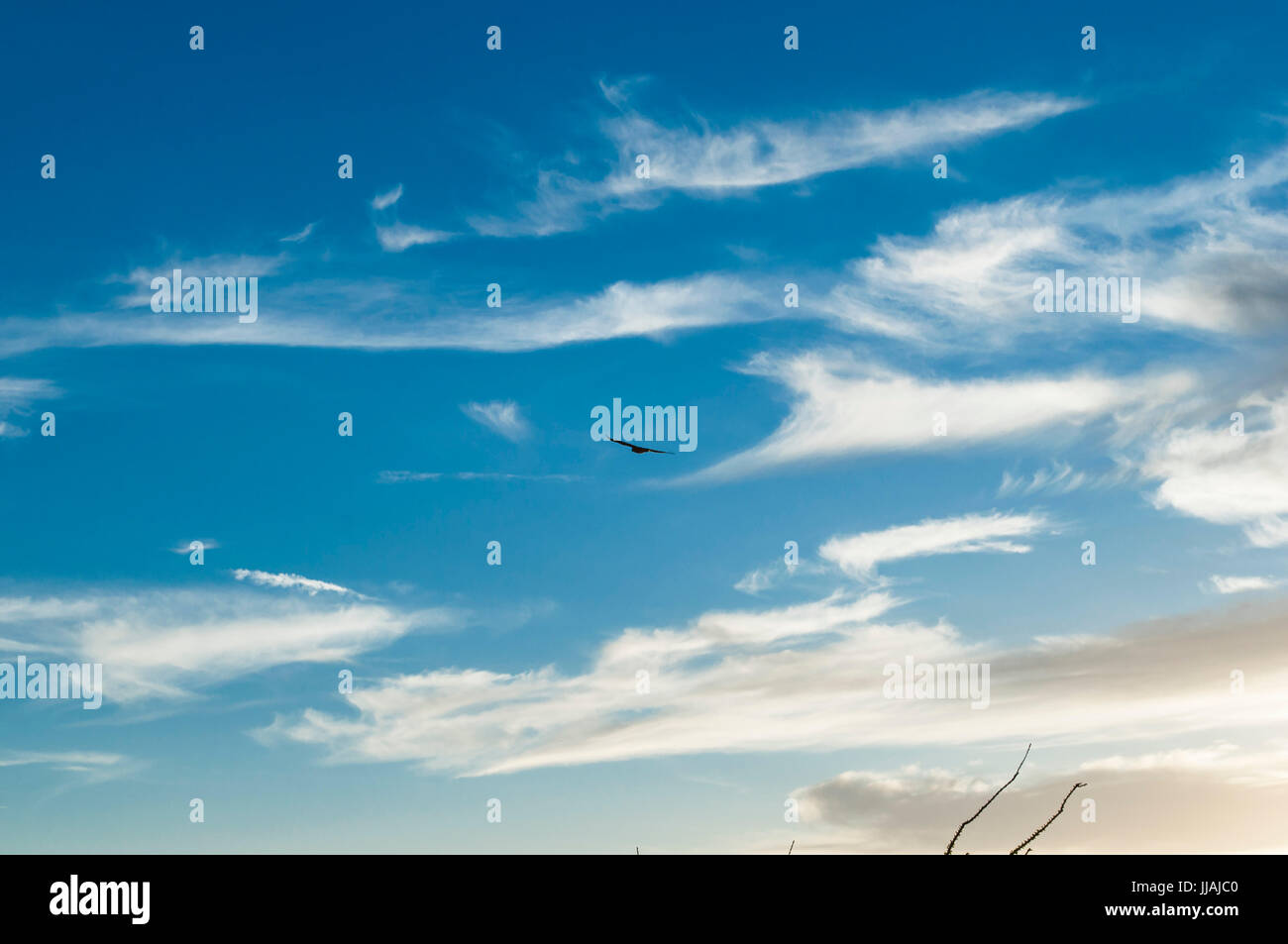 Bird Flying in Blue Sky Stock Photo - Alamy